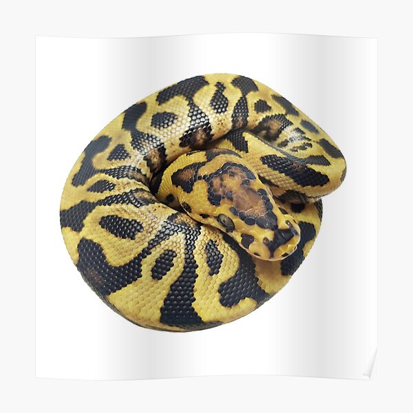 "Spotnose Gizmo ball python" Poster by BDesignerMorphs | Redbubble