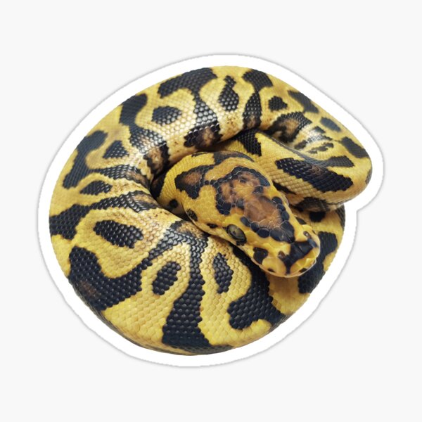 "Spotnose Gizmo ball python" Sticker by BDesignerMorphs | Redbubble