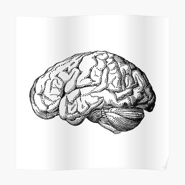 "Anatomical human brain drawing" Poster for Sale by beakraus | Redbubble