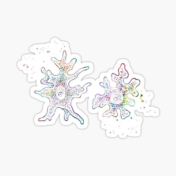 "Two Amoebas" Sticker for Sale by EvasDreams | Redbubble
