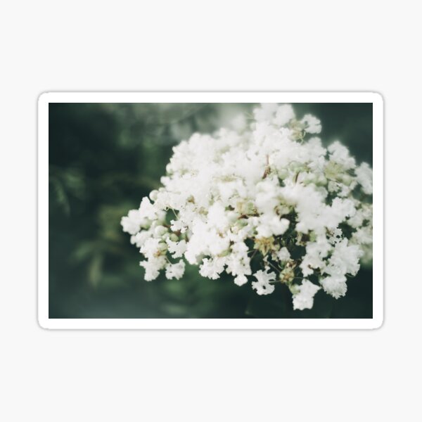 "White Flowers" Sticker by anafrancisconi | Redbubble