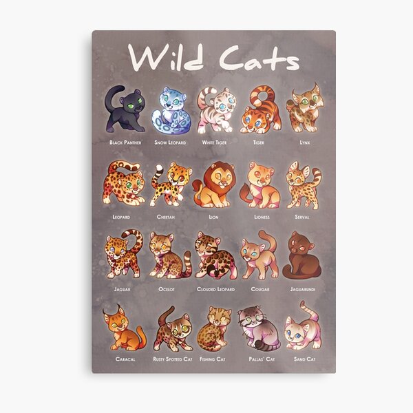 "Wild Cats - educational poster print for kids of big and small wild ...