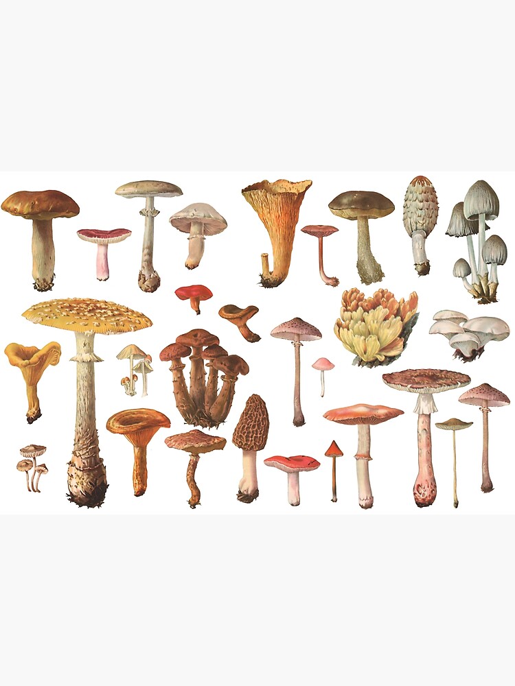Vintage Mushroom Identification Chart Premium Matte Vertical Poster ...