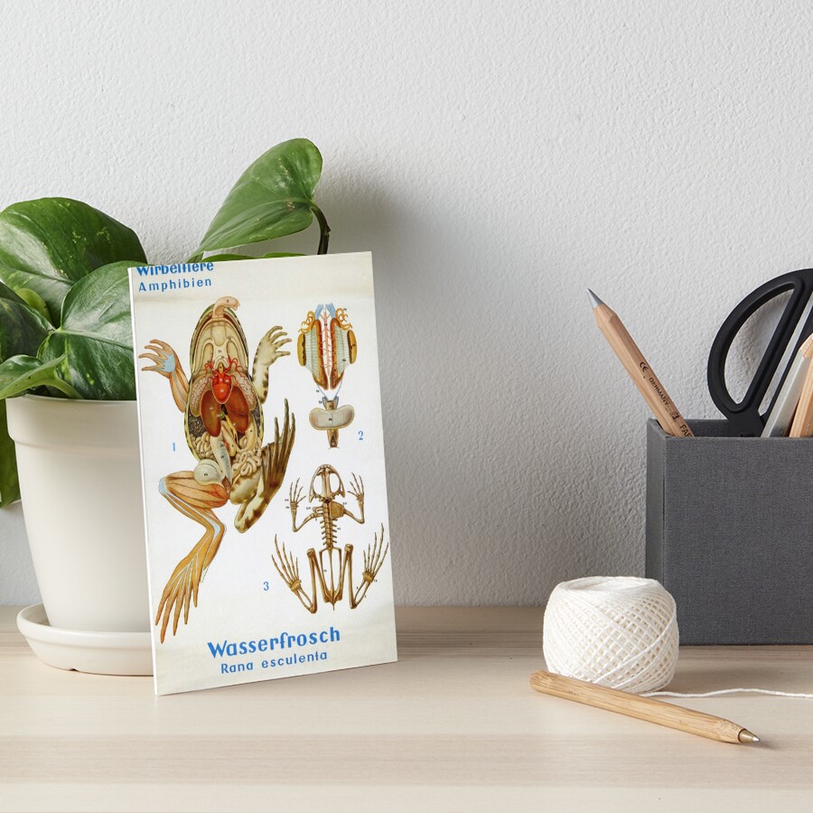 "Vintage Frog Dissection Poster" Art Board Print by wilsongraphics ...