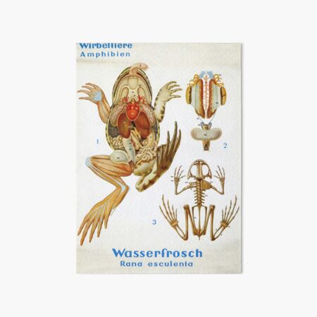 "Vintage Frog Dissection Poster" Art Board Print by wilsongraphics ...