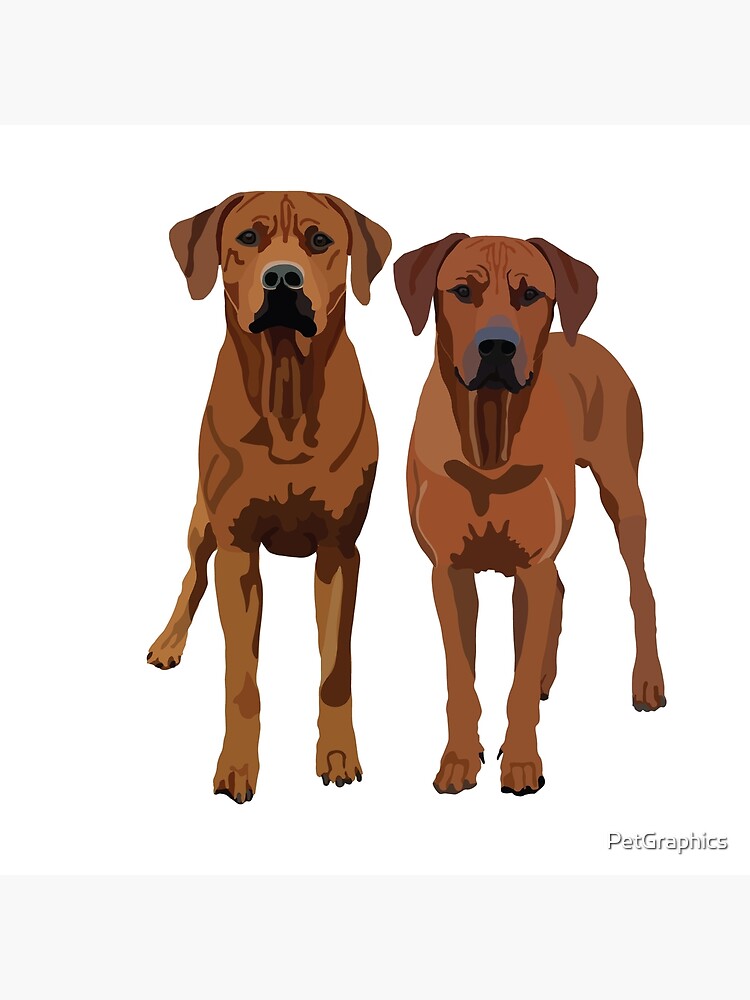"Rhodesian Ridgebacks" Poster by PetGraphics | Redbubble