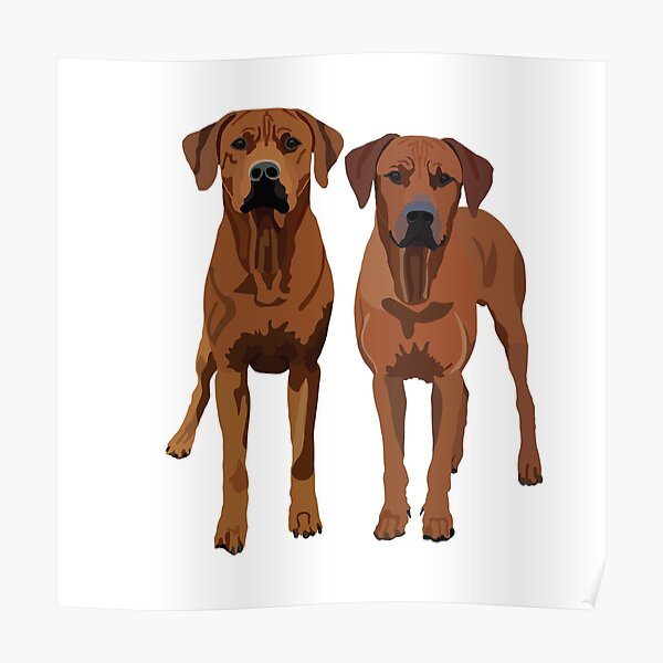 "Rhodesian Ridgebacks" Poster by PetGraphics | Redbubble