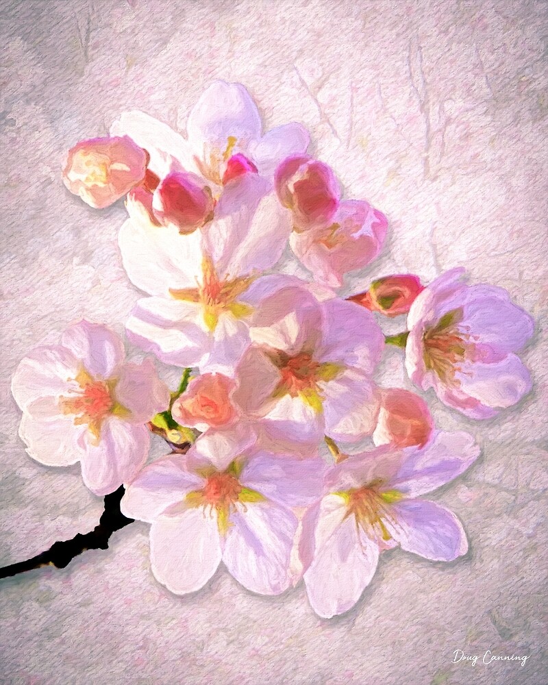 "Cherry Blossom Time" by Doug Canning | Redbubble