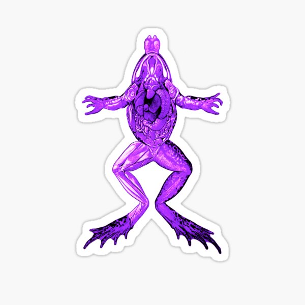 "Open Frog Anatomy #6" Sticker by BambiBrainSpasm | Redbubble