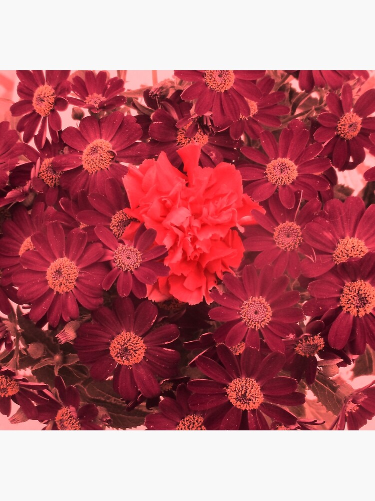 "ALLEGRATA 12 cineraria carnation daisies red rose flower bouquet ...