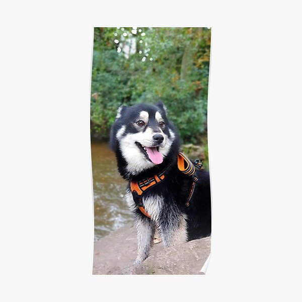 "Smiling Jet" Poster for Sale by Autisk | Redbubble