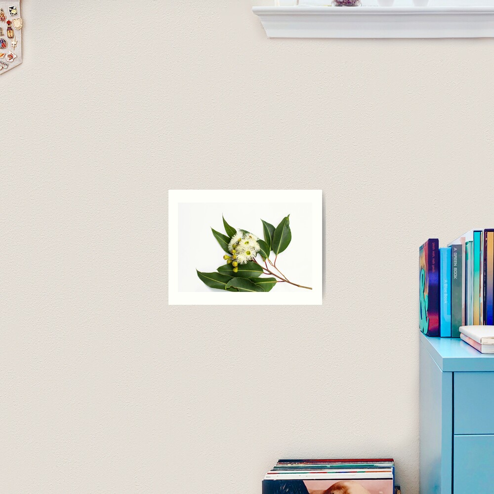 "Eucalypt Marri flowers, Western Australia" Art Print by LifeImages ...
