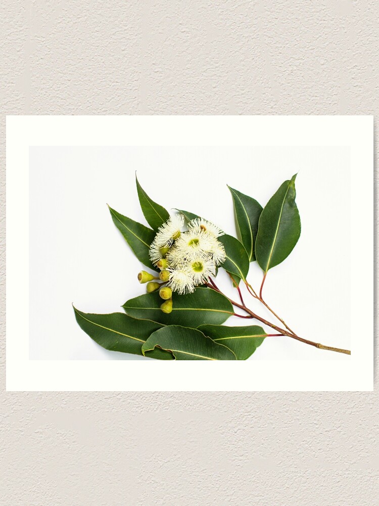 "Eucalypt Marri flowers, Western Australia" Art Print by LifeImages ...
