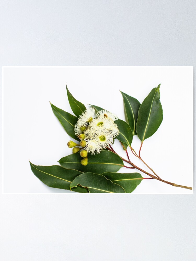 "Eucalypt Marri flowers, Western Australia" Poster for Sale by ...