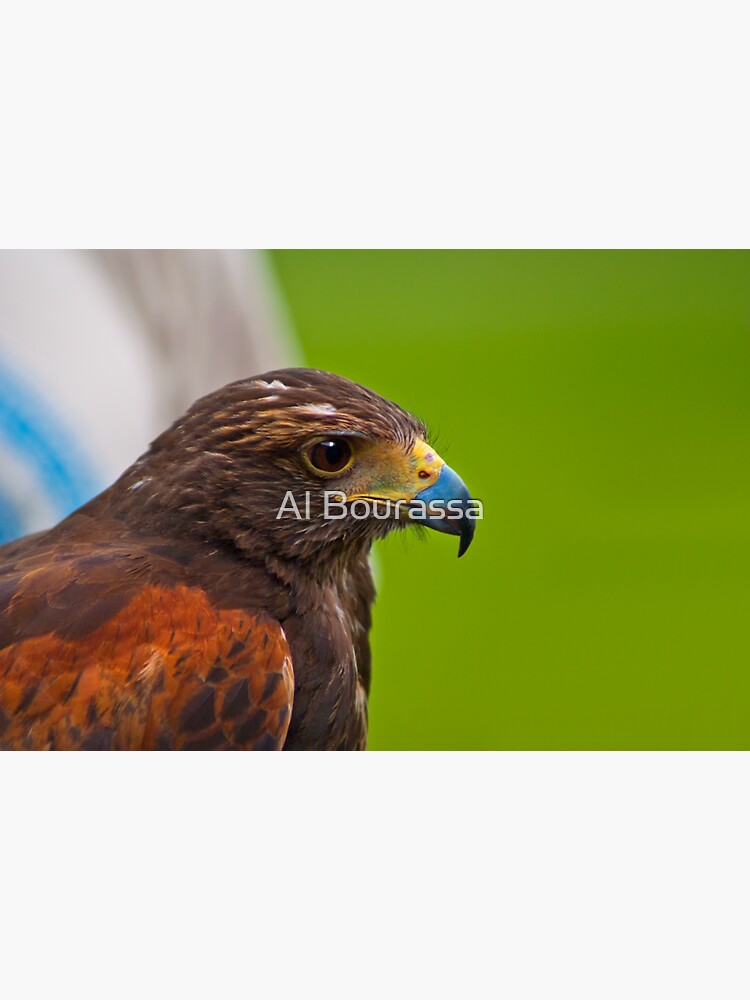 "Raptor Profile" Sticker for Sale by alabca | Redbubble