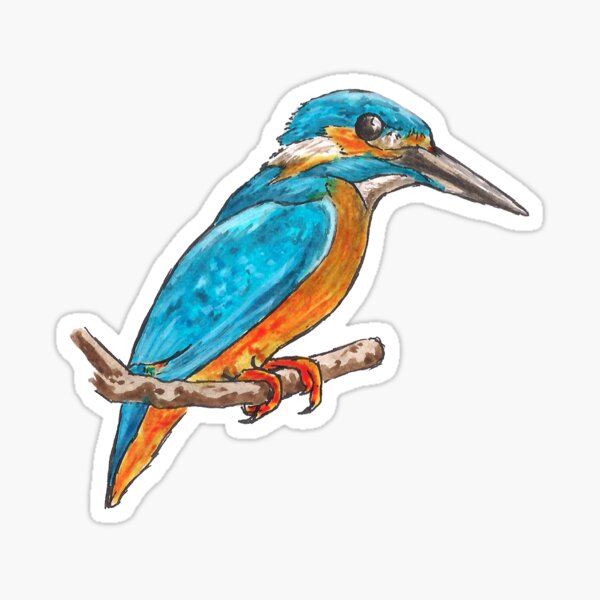 "Kingfisher" Sticker by Gillifish | Redbubble
