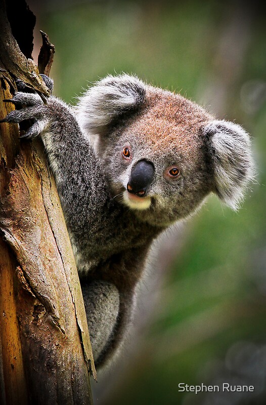 "How Much Can A Koala Bear!" by Stephen Ruane | Redbubble