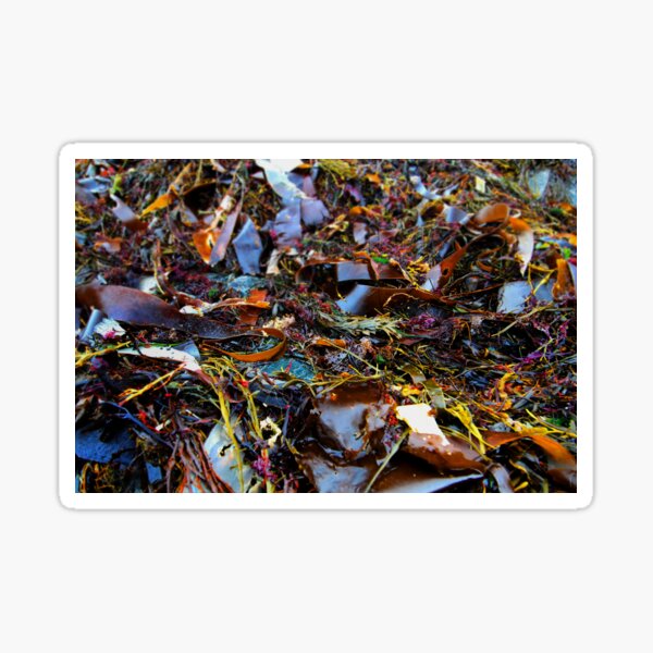 "Seaweed Ocean beauty photography Seashore Rye" Sticker by JenniferStar ...