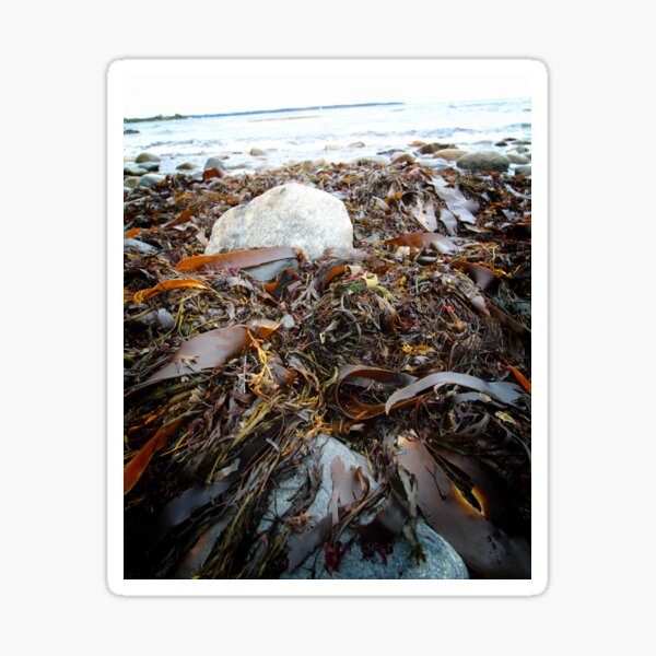 "Seaweed Ocean beauty photography Seashore Rye" Sticker for Sale by ...