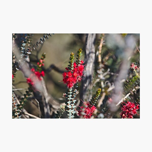 "A Pretty Red Native Wildflower Native To The Western Australian ...