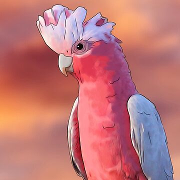 "Silly Galah" Sticker for Sale by Jessica Holliday | Redbubble