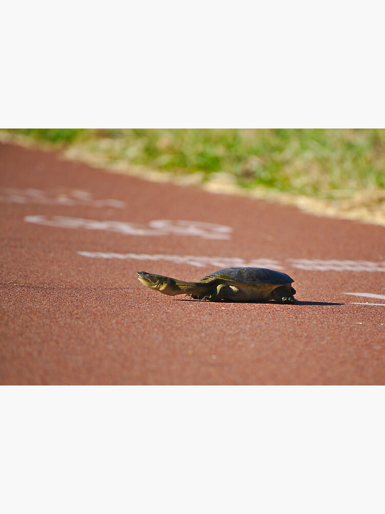 "A Long Neck Turtle AKA The Oblong Turtle" Sticker by lucky6photos ...