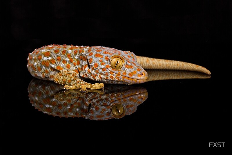 "Tokay Gecko" by Brian Avery | Redbubble