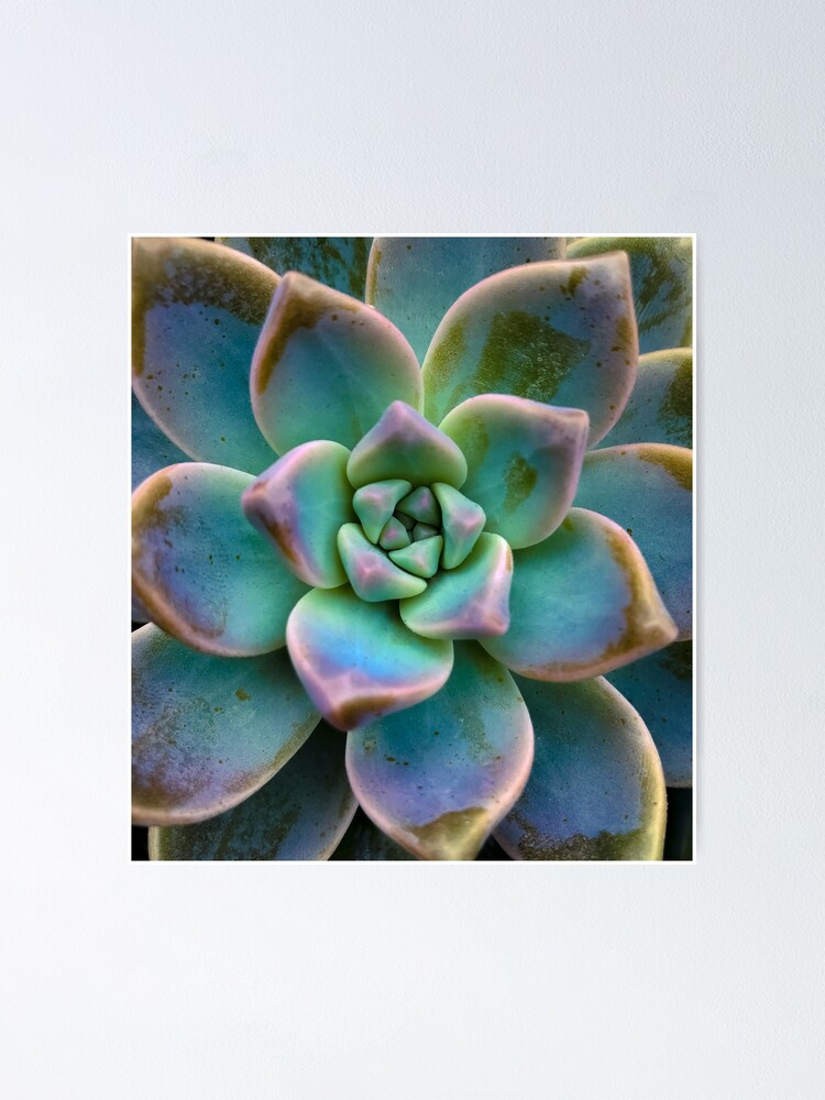 "Colorful Succulent" Poster by Andie-M | Redbubble