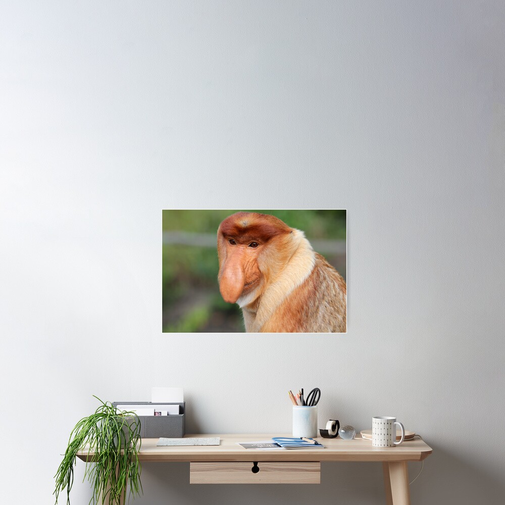 "Proboscis Monkey Smile - Borneo, Malaysia" Poster by MrMarth | Redbubble