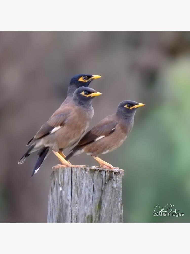 "Myna Trio" Sticker by CathsImages | Redbubble