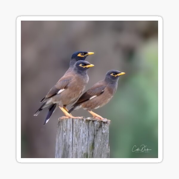 "Myna Trio" Sticker by CathsImages | Redbubble