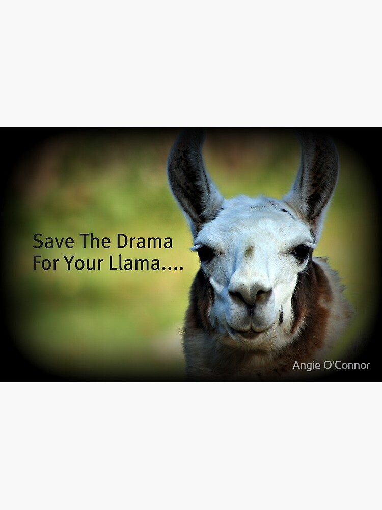 "Save the Drama for your Llama" Art Print by AngieBanta | Redbubble