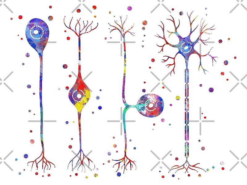 "Four types of neurons" by Rosaliartbook | Redbubble