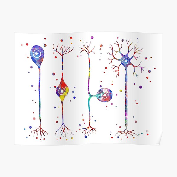 "Four types of neurons" Poster for Sale by Rosaliartbook | Redbubble
