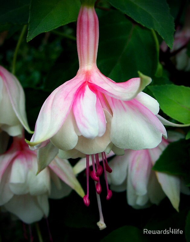 "Fuchsia Devonshire Dumpling " by Rewards4life | Redbubble