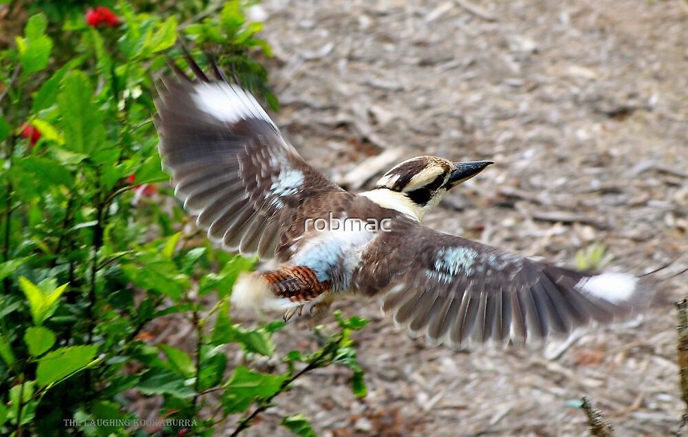 "Kookaburra in flight" by robmac | Redbubble