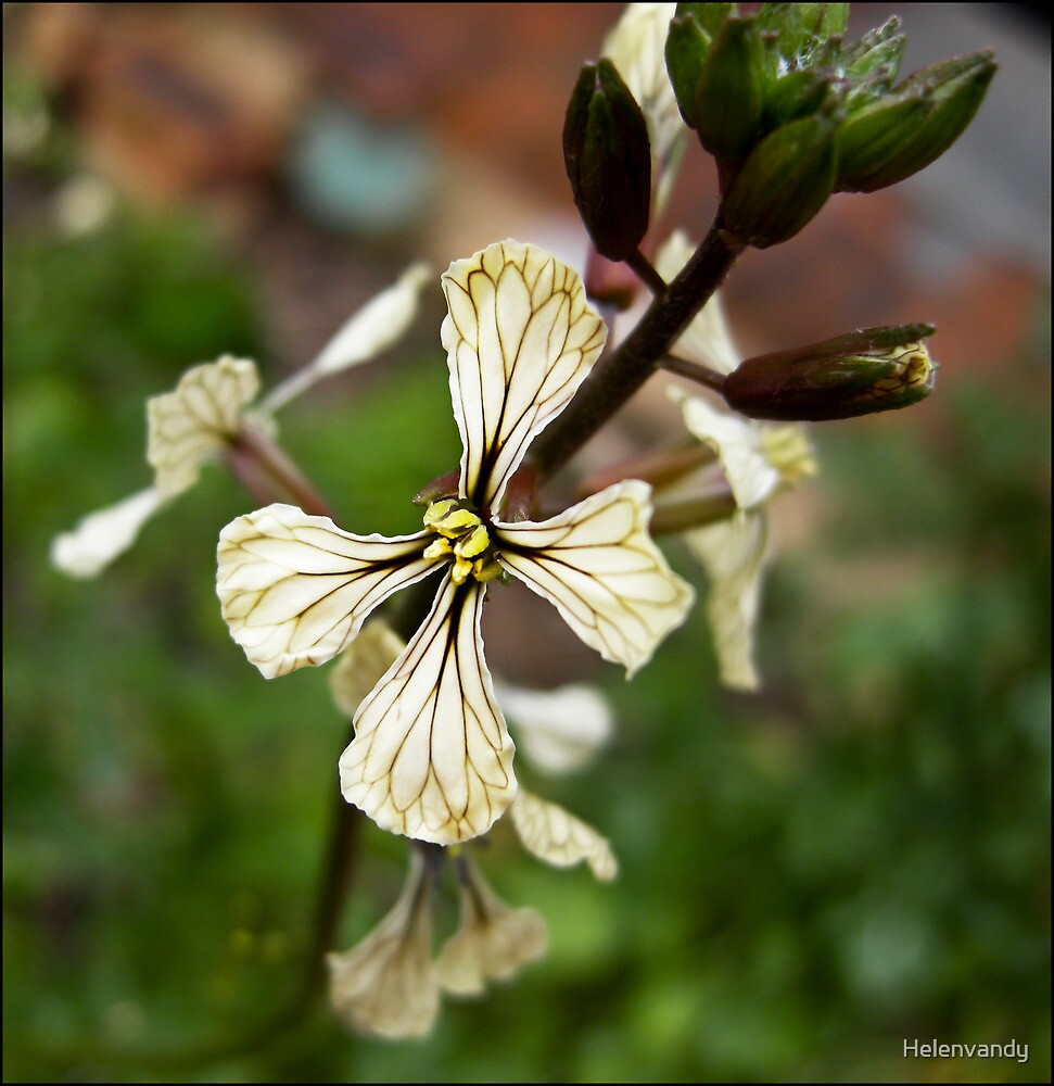"rocket flower" by Helenvandy | Redbubble