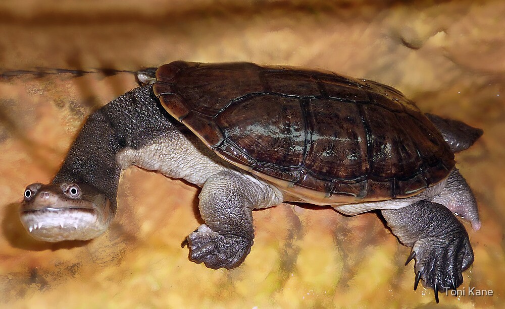 "Wurtle ~ Our Oblong, Long-necked - Western Australian Turtle" by Toni ...