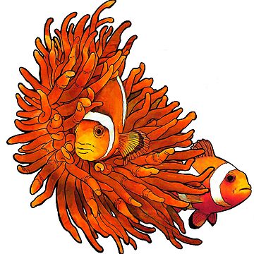 "Clown Fish snuggling with their Anemone" Sticker for Sale by Juan ...
