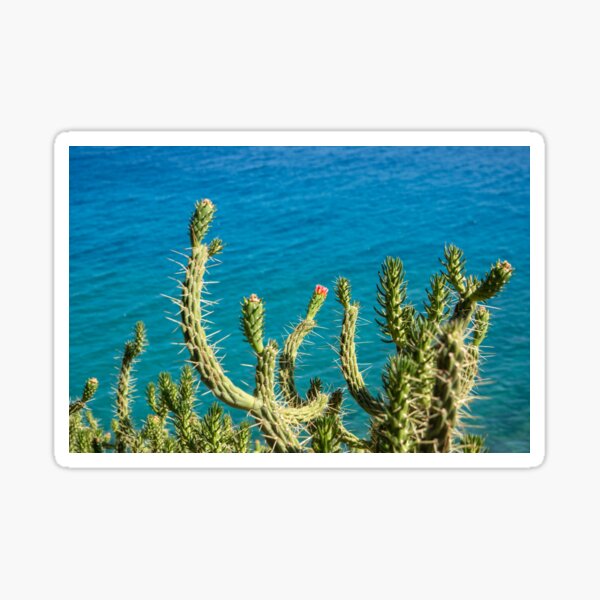 "Prickly." Sticker for Sale by sma1050 | Redbubble