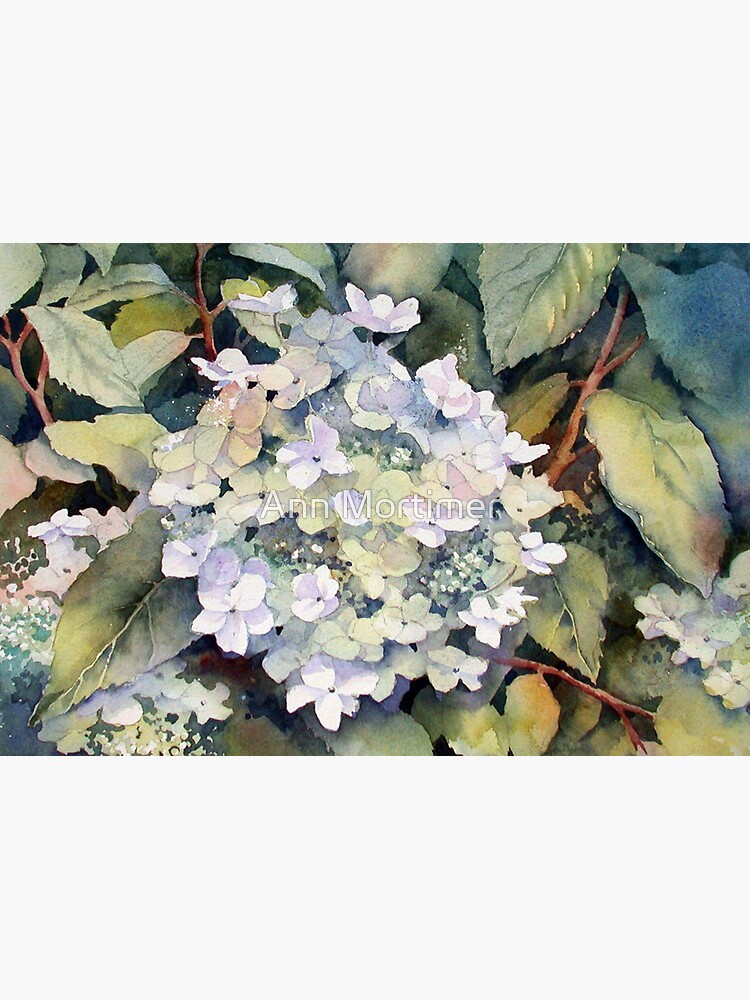 "White Hydrangea" Canvas Print for Sale by annmortimerart | Redbubble