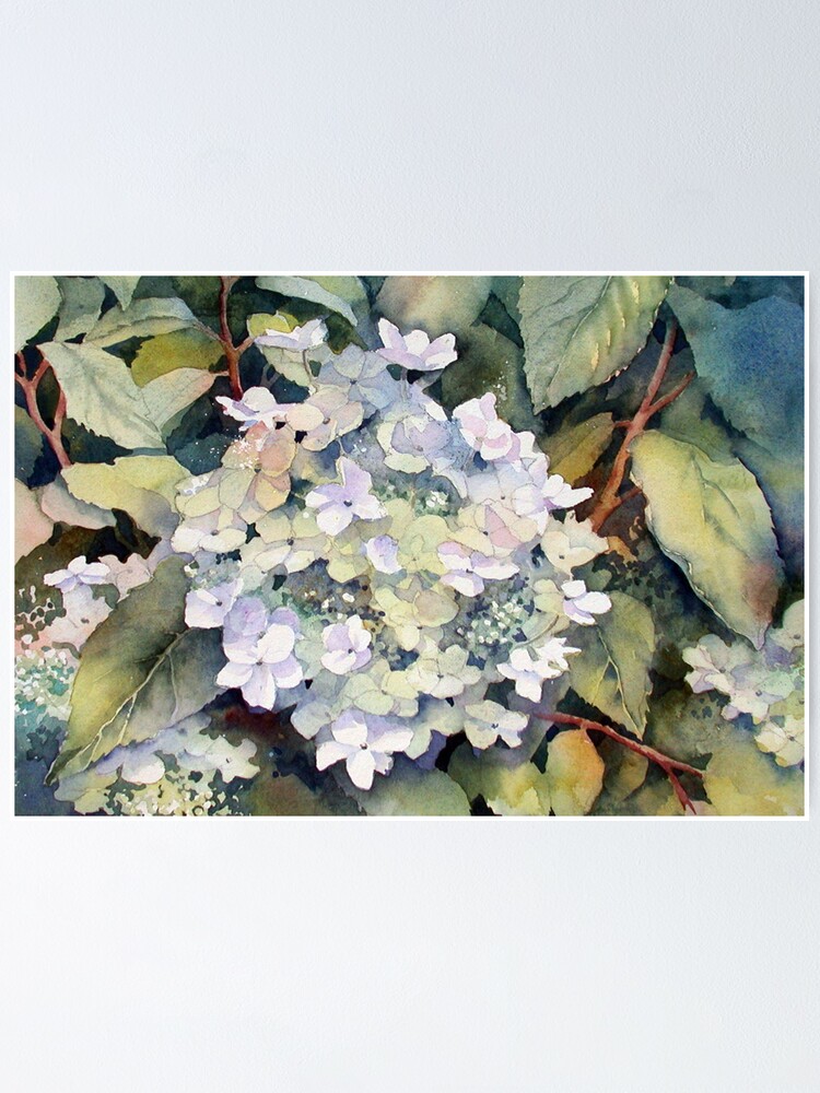 "White Hydrangea" Poster by annmortimerart | Redbubble