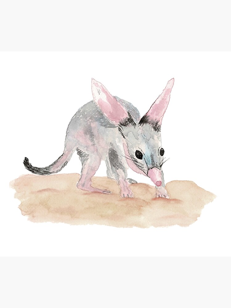 "Bilby" Poster by SassieDesign | Redbubble
