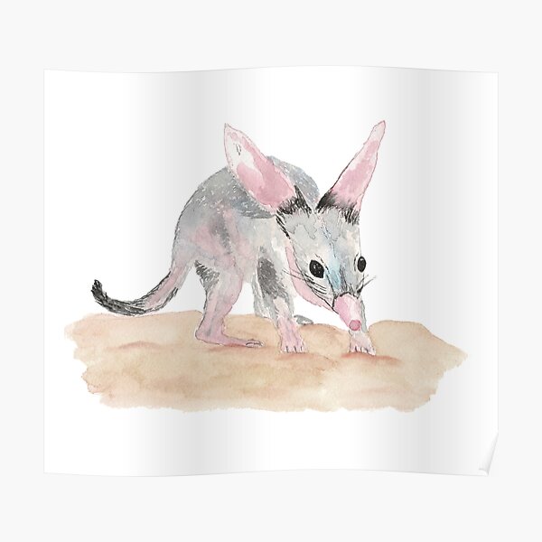 "Bilby" Poster by SassieDesign | Redbubble