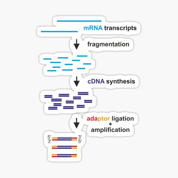 "cDNA library" Sticker for Sale by RosArt100 | Redbubble