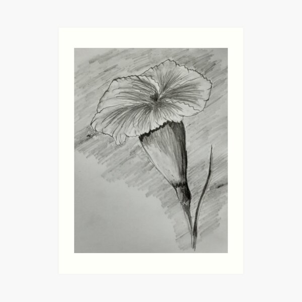 Lámina artística «Clavel, Susimalt, dibujo a lápiz» de SusiMalt | Redbubble