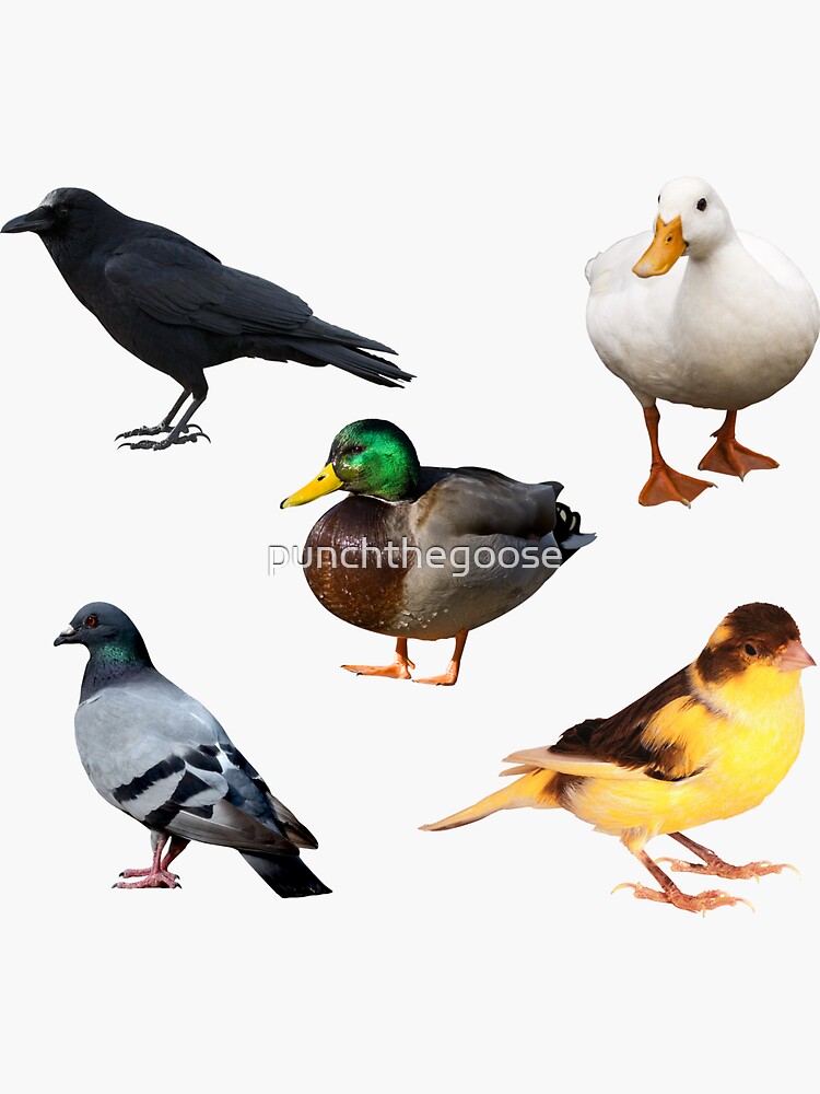 "Bird sticker pack" Sticker for Sale by punchthegoose | Redbubble