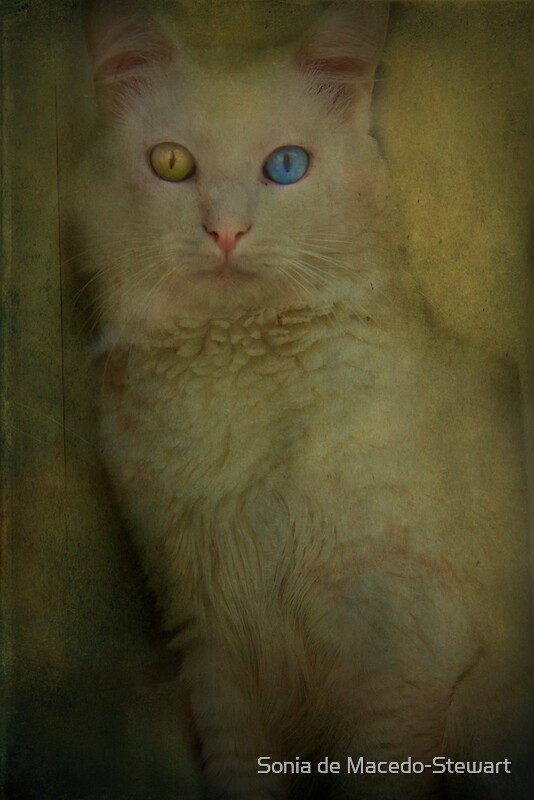 "Wall-eyed cat - yeux vairons" by Sonia Stewart | Redbubble