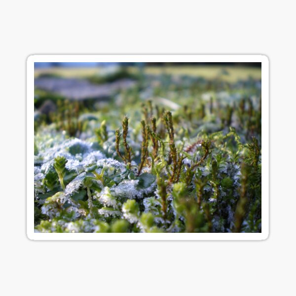 "Frozen moss" Sticker for Sale by MariaKuhi | Redbubble