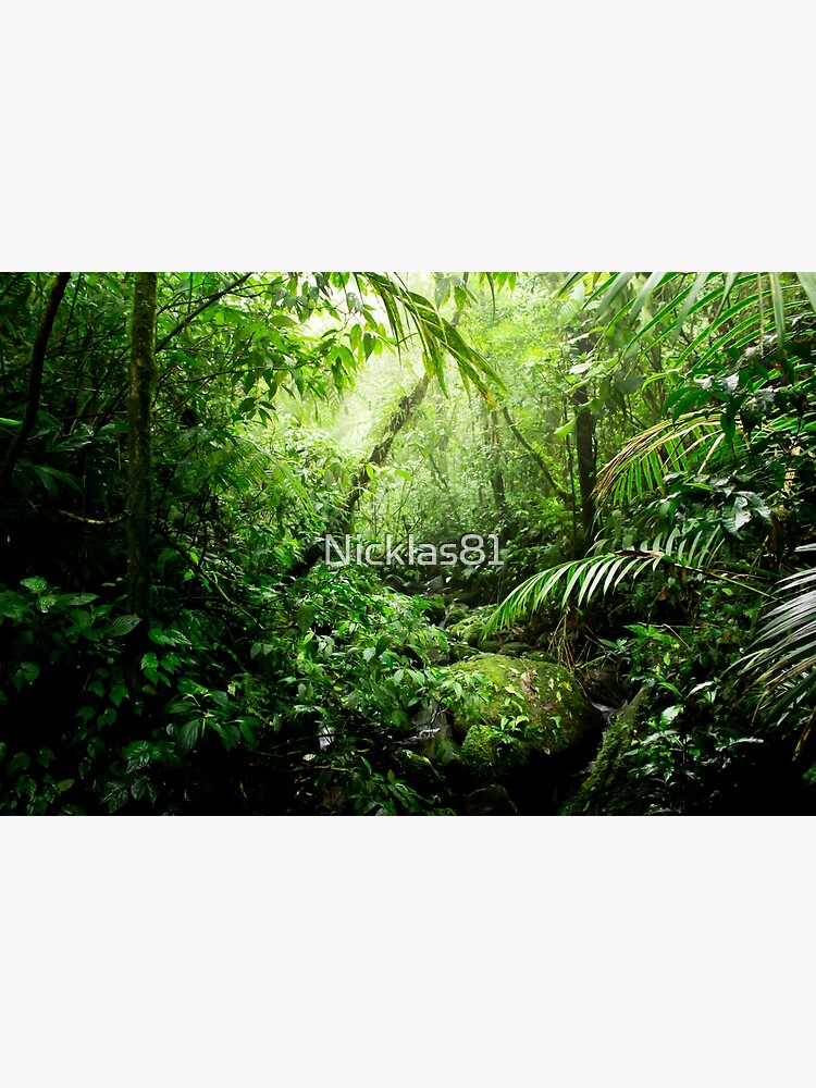 "Warm Glow Rainforest Creek" Photographic Print for Sale by Nicklas81 ...